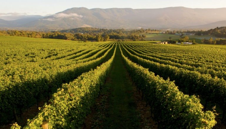 7 Best Wineries to Visit in Perth WA Swan Valley Region